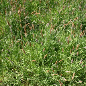 Foxtail - Water - Oregon Wholesale Seed Company