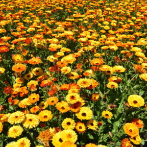 Calendula - Touch of Red - Oregon Wholesale Seed Company
