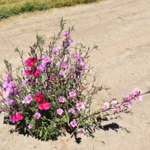 Godetia - Tall Mix - Oregon Wholesale Seed Company