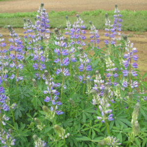 Lupine - Riverbank - Oregon Wholesale Seed Company