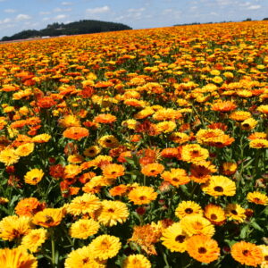 Calendula - Touch of Red - Oregon Wholesale Seed Company