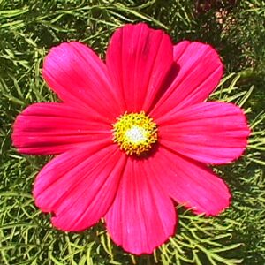 Cosmos - Bipinnatus Dwarf Red - Oregon Wholesale Seed Company